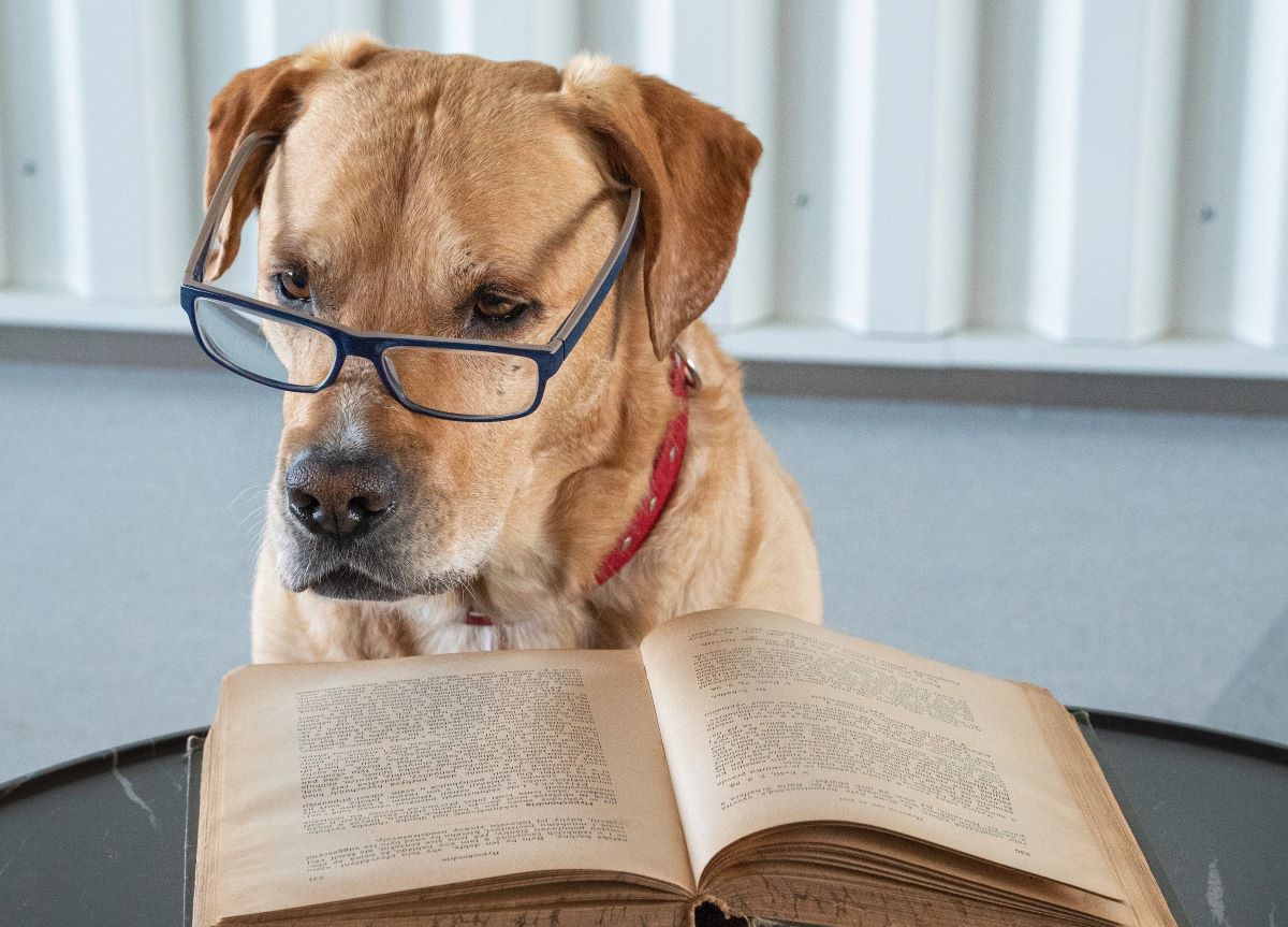 Sobre ESCU DOG escuela canina en Reus